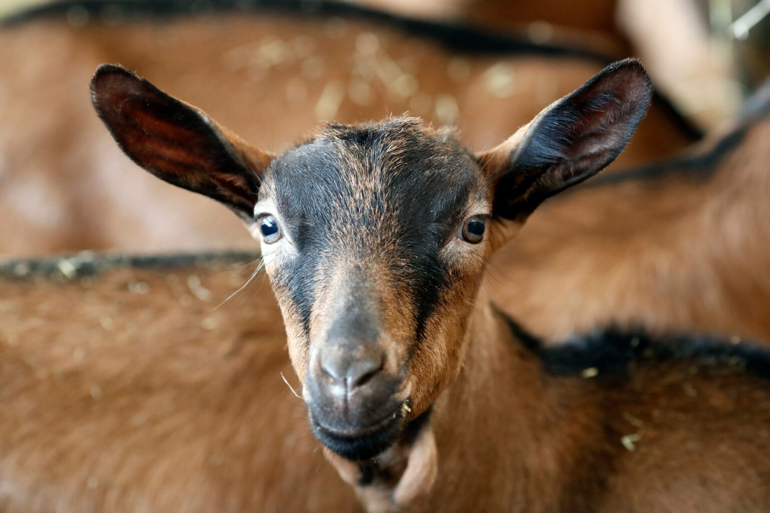 The Estrus Cycle in Goats - Goat Journal